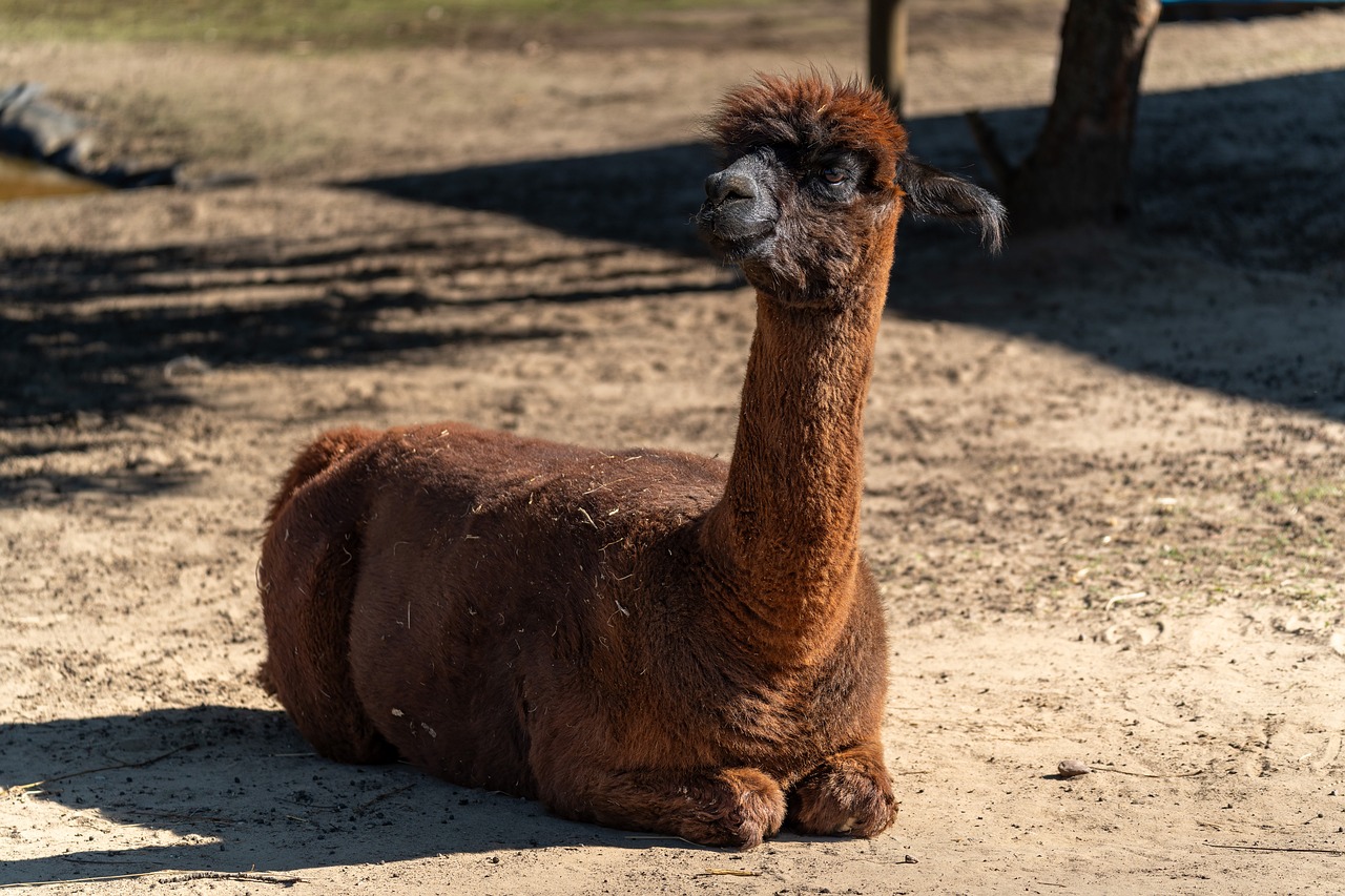 Lama Animal To The South - Free photo on Pixabay