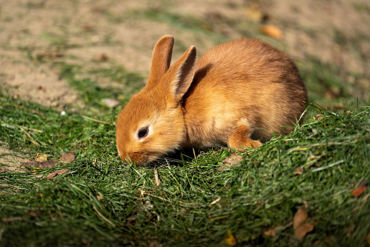 Rabbits Rabbit Domestic Animal - Free photo on Pixabay