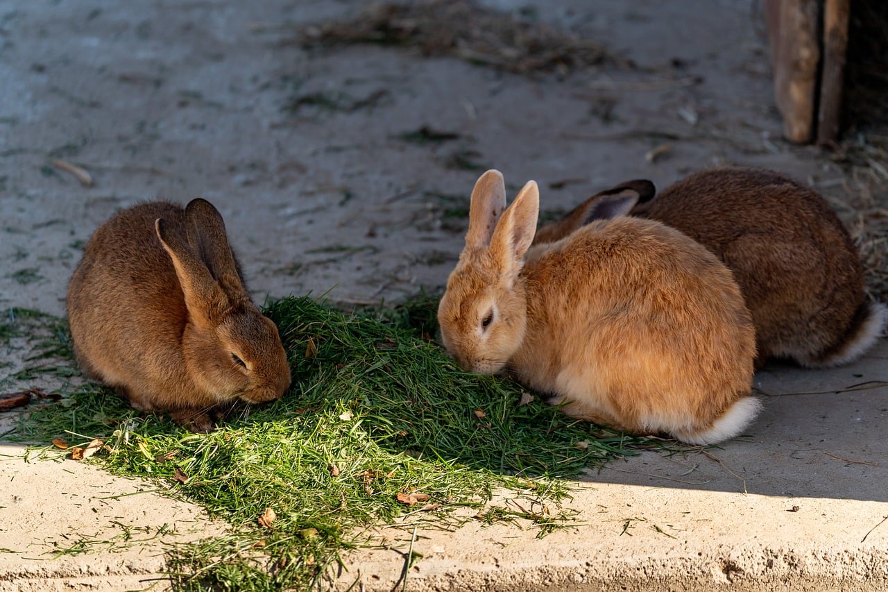 6,000+ Free Bunny Hop & Rabbit Images - Pixabay