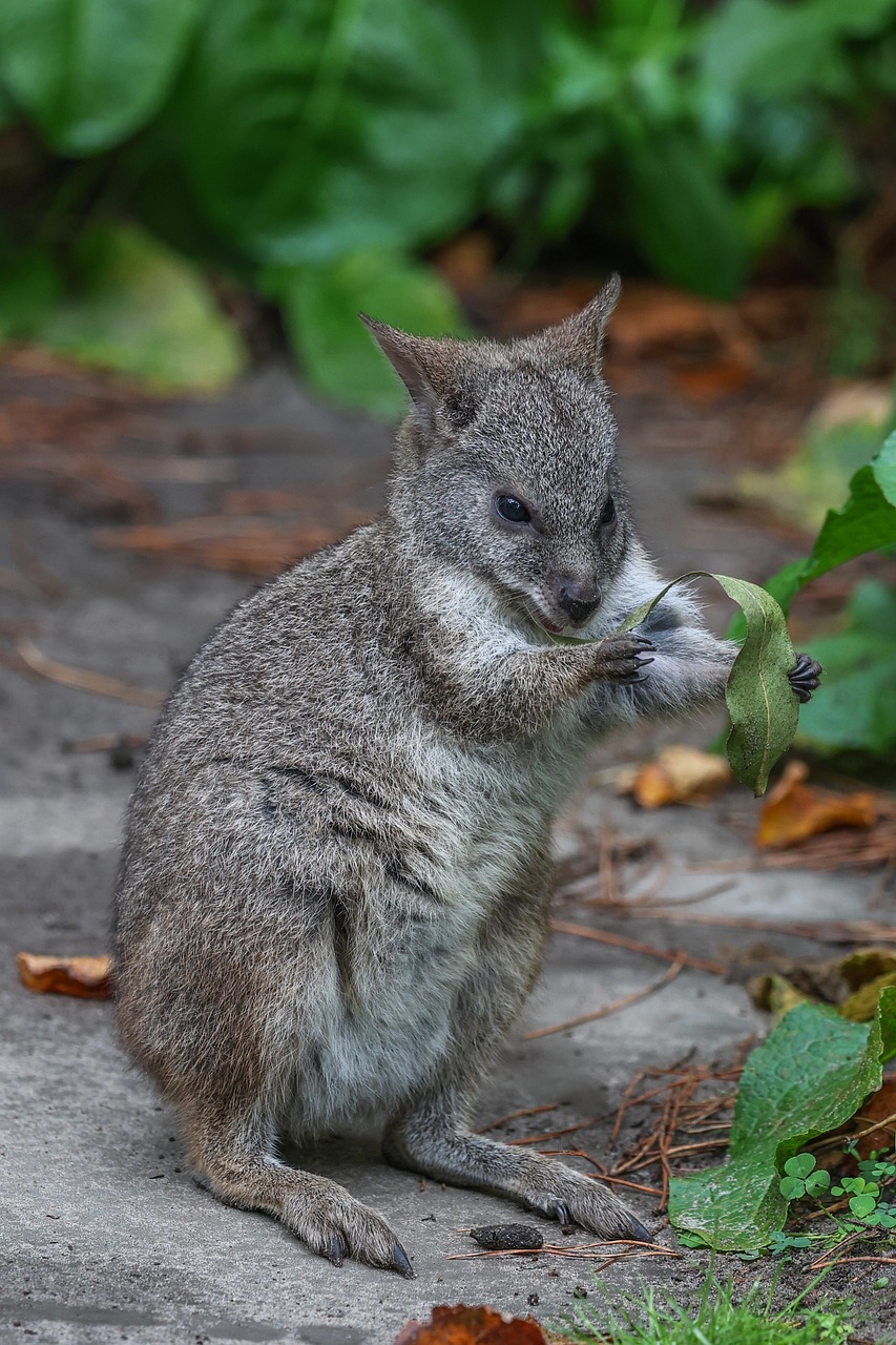 Wallaby Buideldier Kangoeroe - Gratis foto op Pixabay
