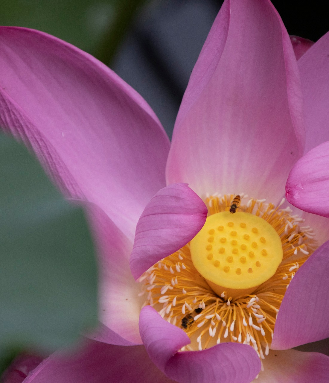 Lotus Flower Plant - Free photo on Pixabay