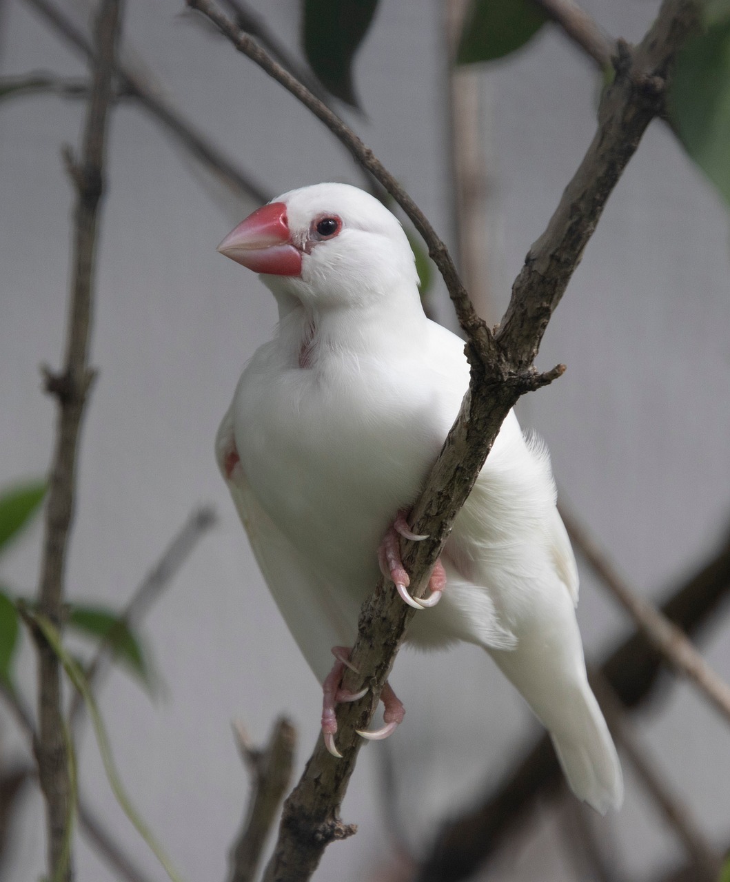 Mannikin Bird Animal - Free photo on Pixabay