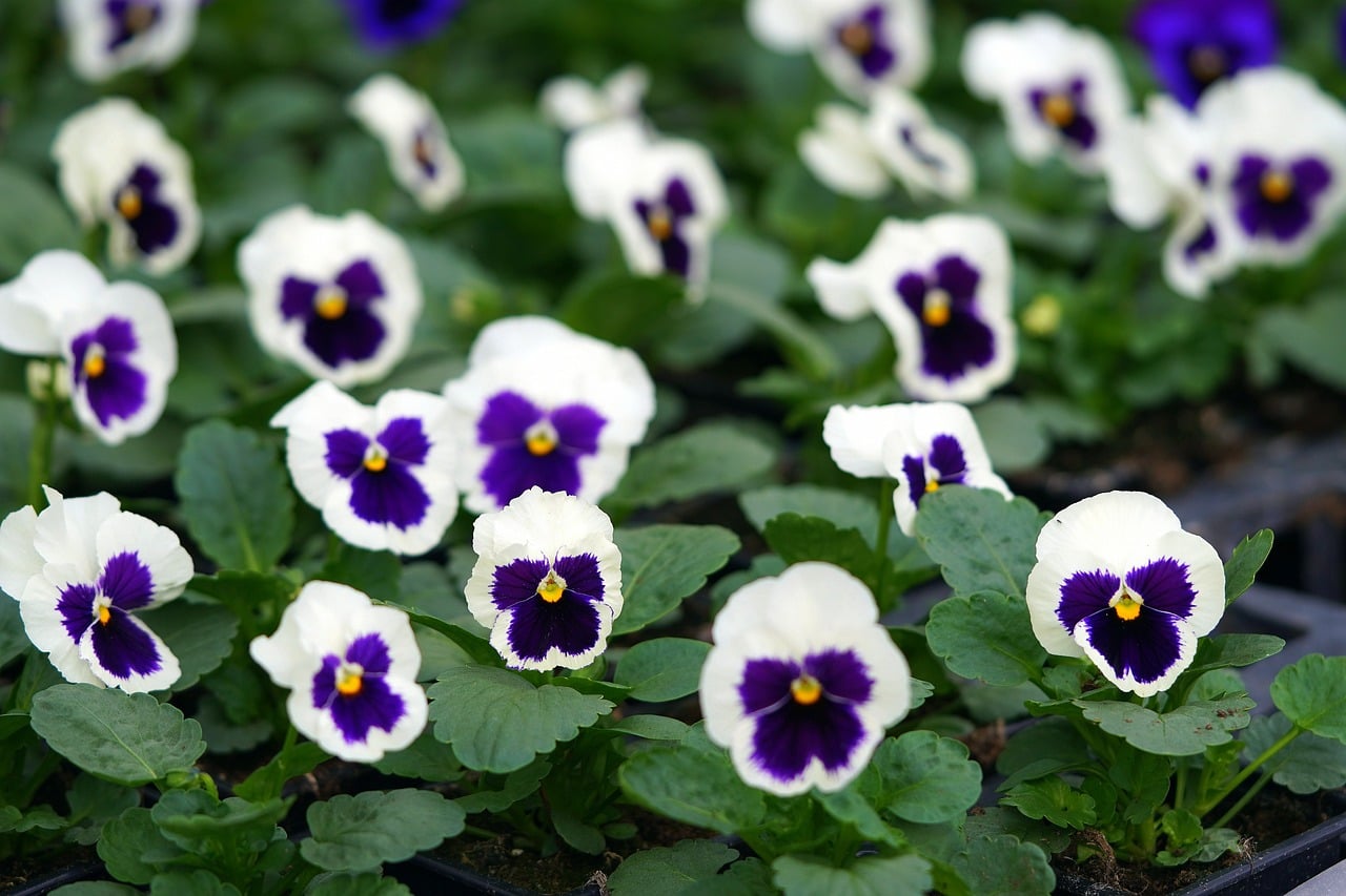 Pansy Violet Flower - Free photo on Pixabay