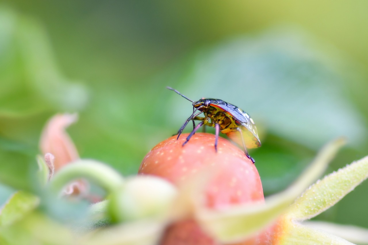 Bug Insect Nature - Free photo on Pixabay