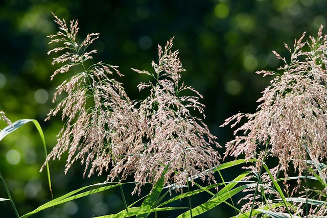 Grass Flower Flowering - Free photo on Pixabay