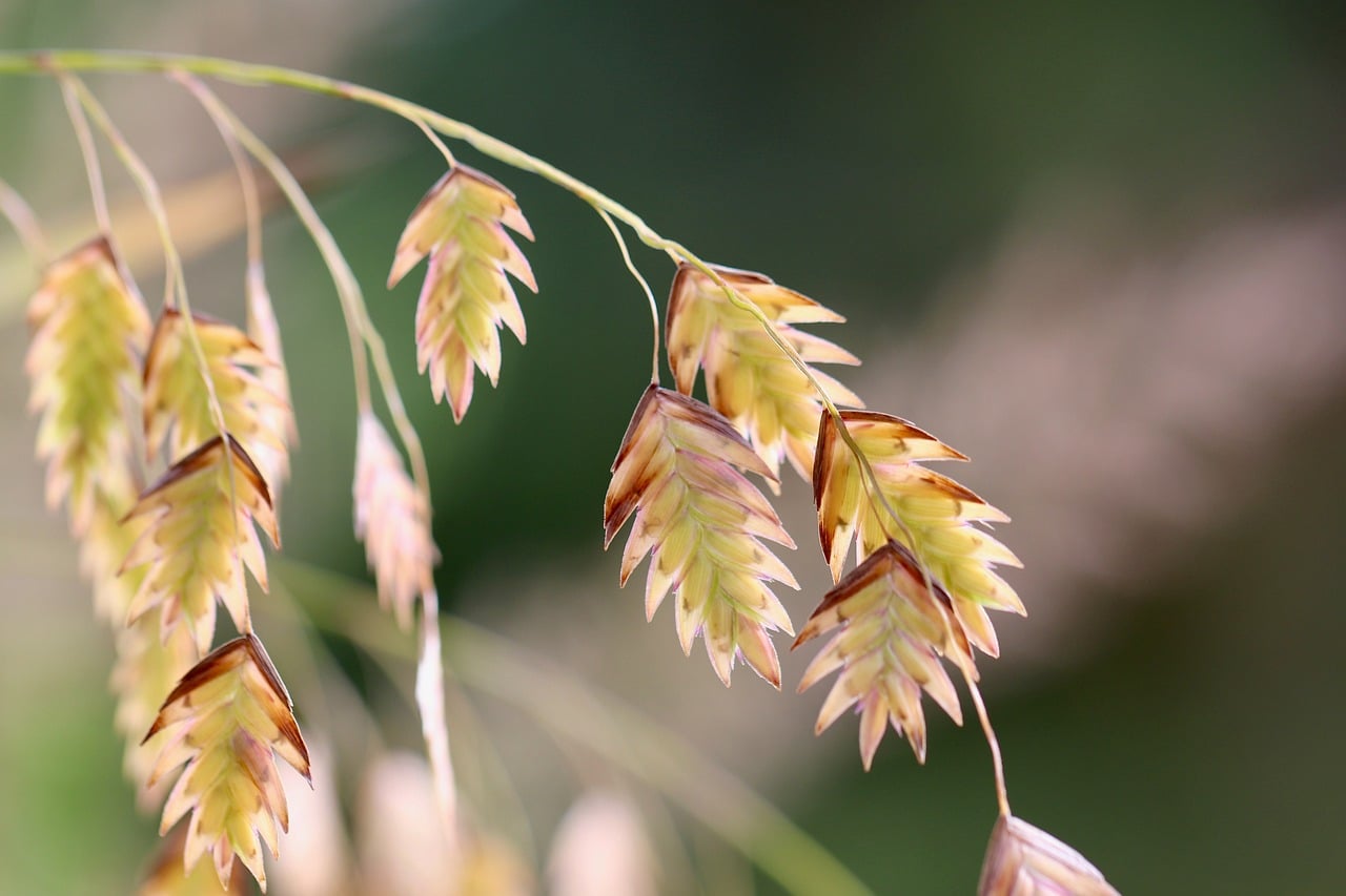 North Sea Oats Chasmanthium Grass - Free photo on Pixabay