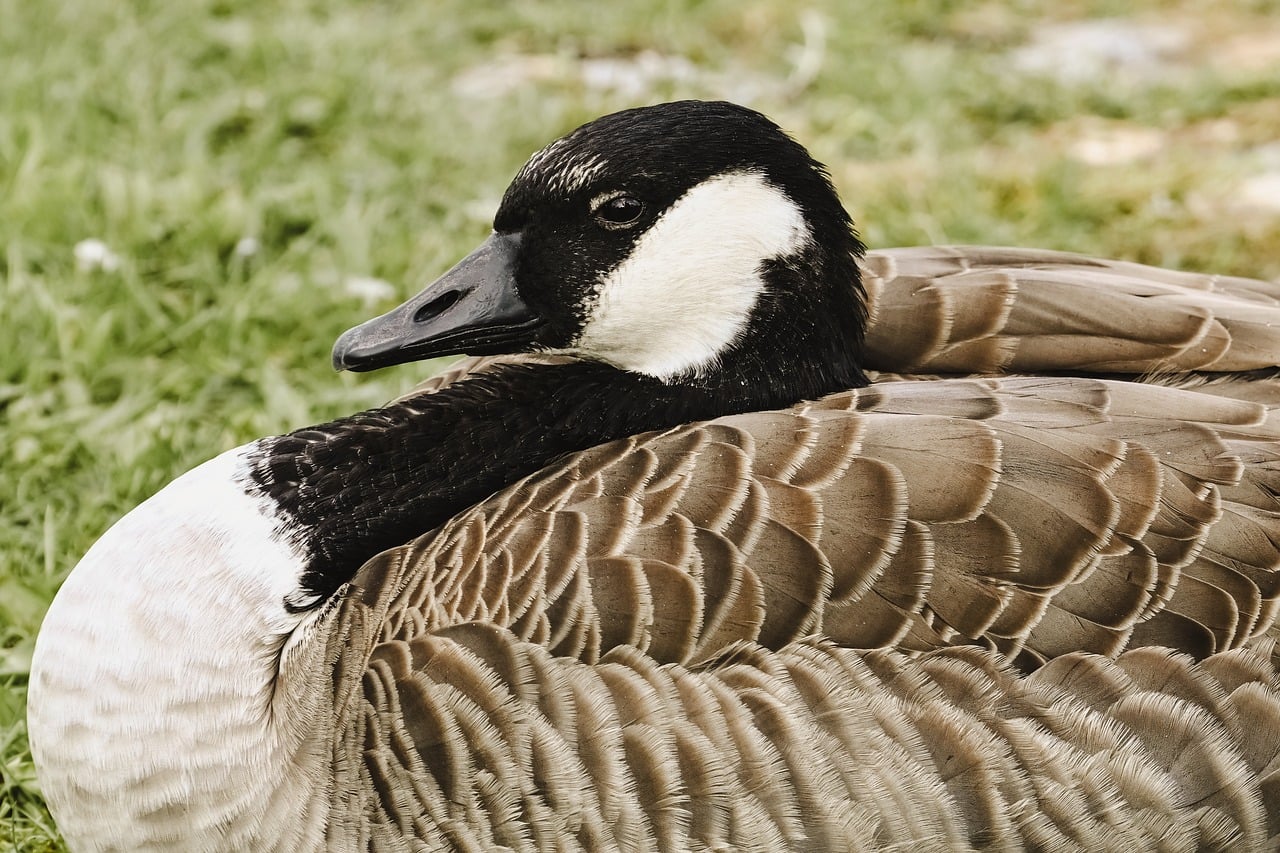 Canada Goose Nature Water - Free photo on Pixabay