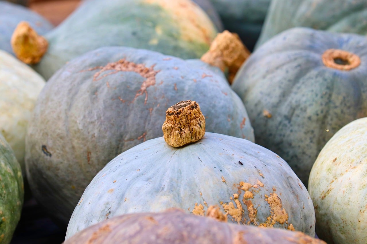 Pumpkin Gray Green - Free photo on Pixabay