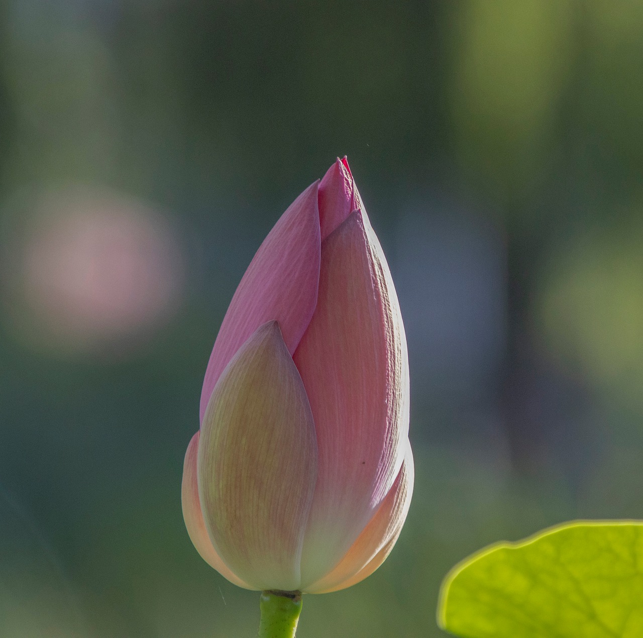 Lotus Flower Pond - Free photo on Pixabay