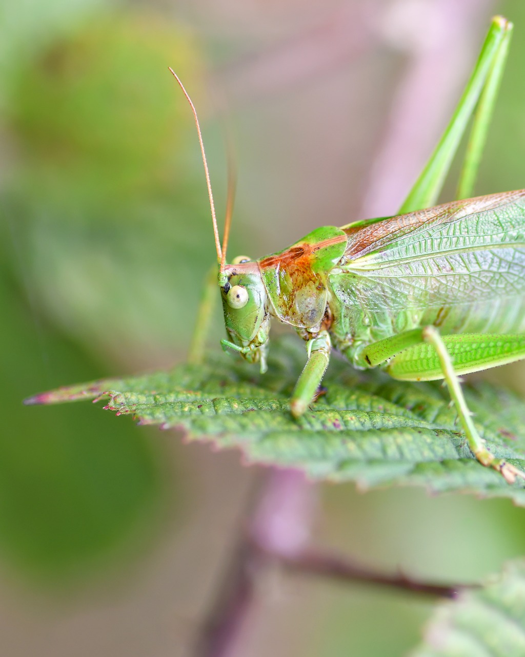 Grasshopper Insect Nature - Free photo on Pixabay