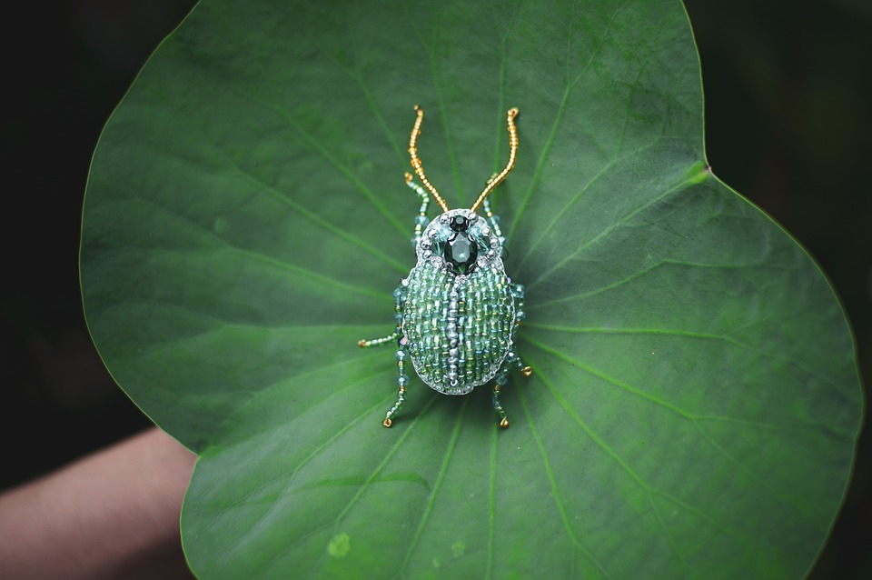 Beetle Brooch Lotus Leaf Insect - Free photo on Pixabay