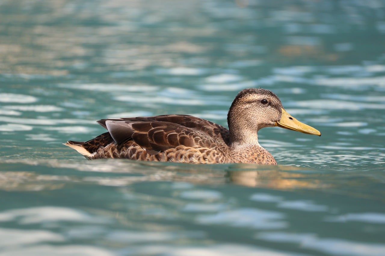 30,000+ Free Yellow Duck & Duck Images - Pixabay