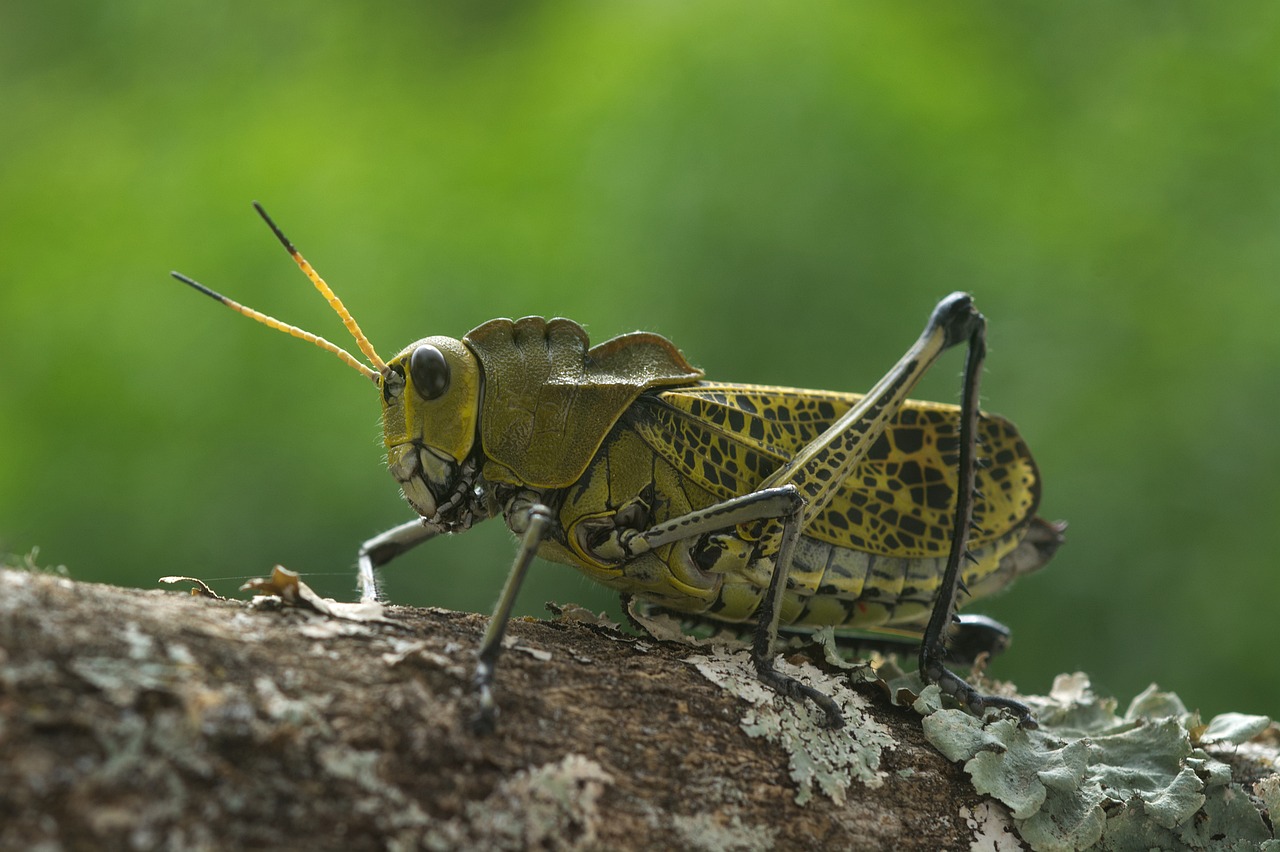 Giant Grasshopper Insect Close Up - Free photo on Pixabay