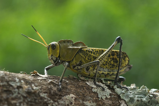 Giant Grasshopper Insect Close Up - Free photo on Pixabay