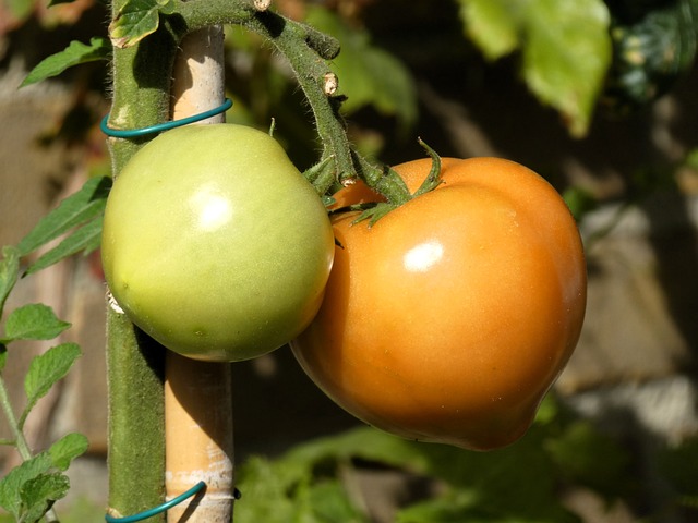 Tomatoes Green Immature - Free photo on Pixabay