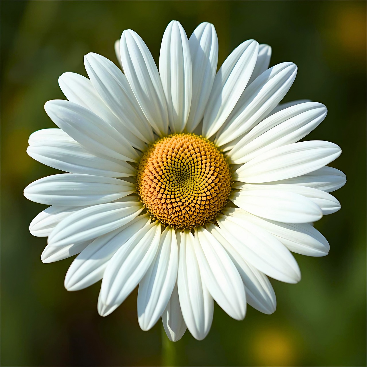 Download Daisy, Flower, Love. Royalty-Free Stock Illustration Image ...