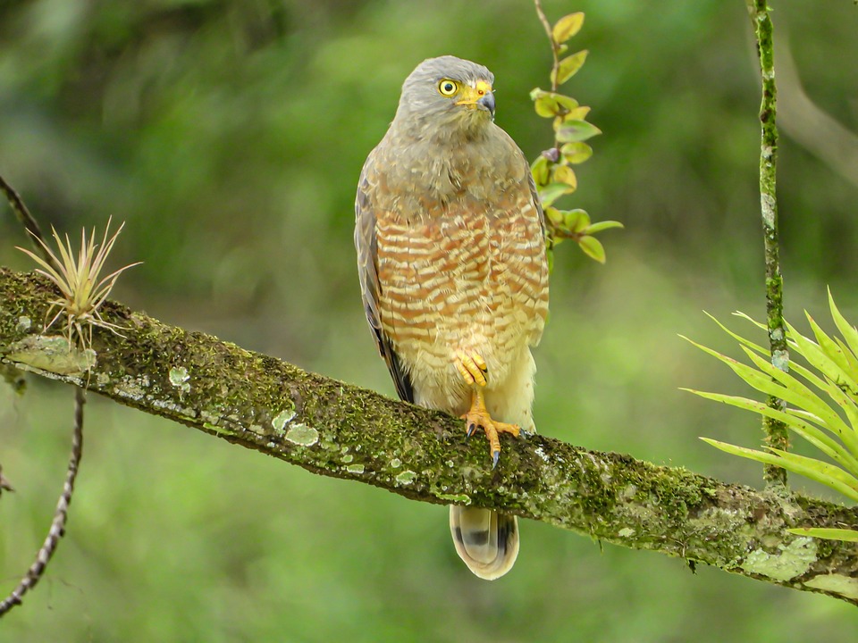 Bird Rapacious - Free photo on Pixabay
