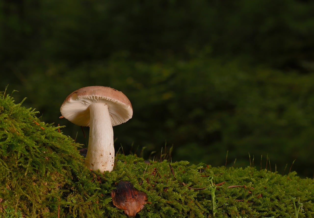 Mushroom Disc Fungus Moss - Free photo on Pixabay