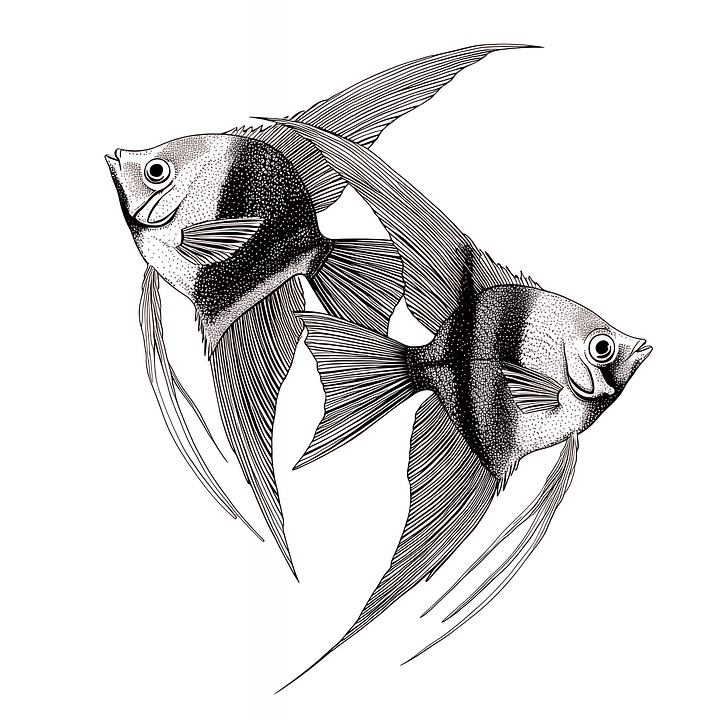 Download Angelfish, Sketch, Drawing. Royalty-Free Stock Illustration ...