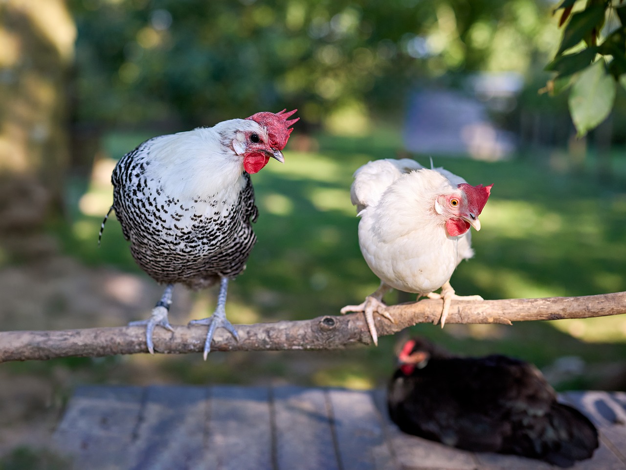 Chickens Poultry Farm - Free photo on Pixabay