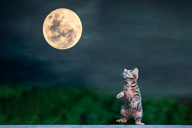 Moon Night Cat - Free photo on Pixabay