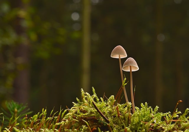60,000+ Free Mushroom Background & Mushroom Images - Pixabay