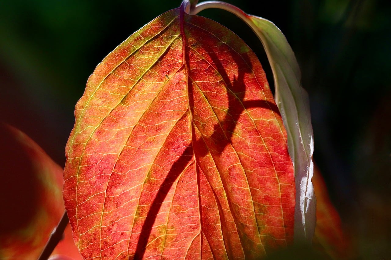 Red Leaf Discoloration Autumn - Free photo on Pixabay