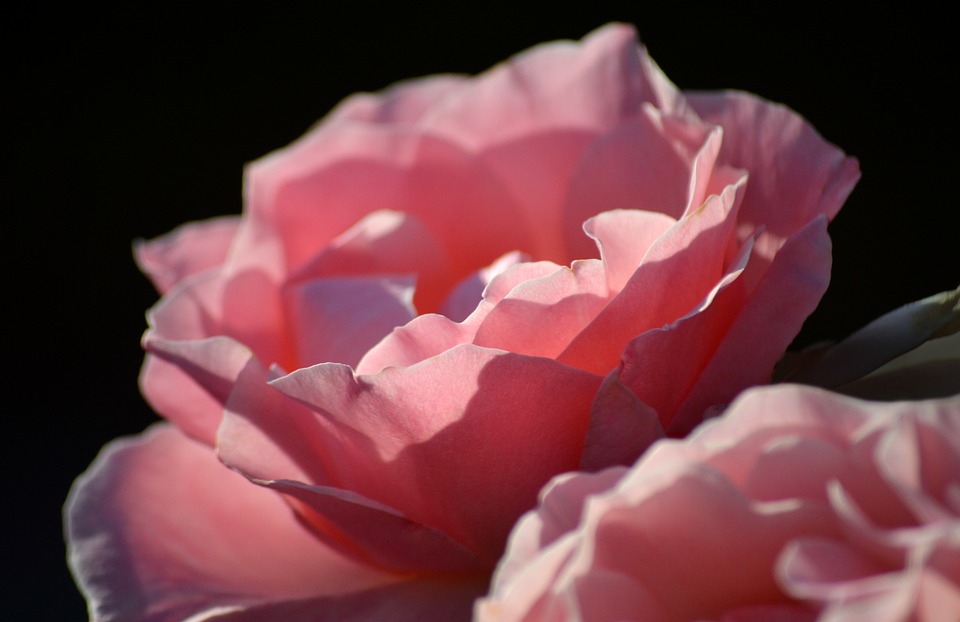 Roses Pink Flower - Free photo on Pixabay