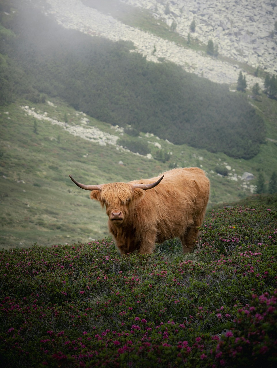 Wildlifephotography Wildlife - Free photo on Pixabay