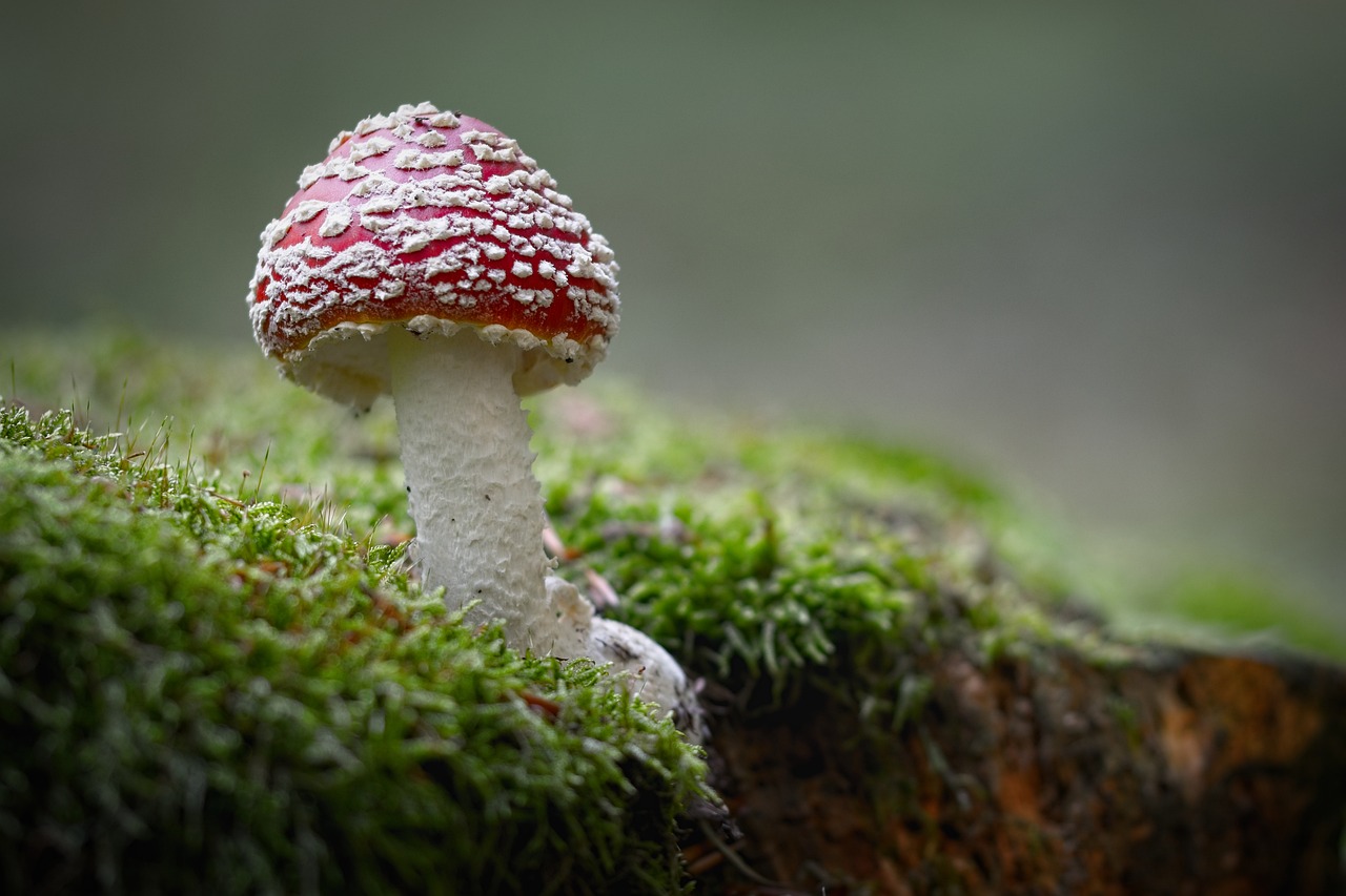 Amanite Muscaria Champignon - Photo gratuite sur Pixabay
