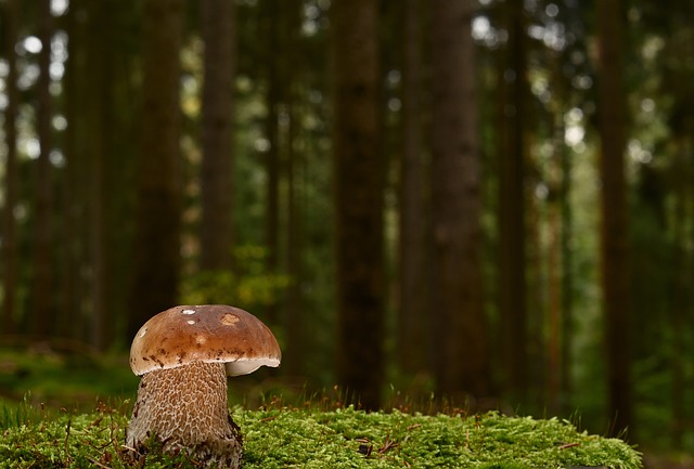 Mushroom Fall Forest - Free photo on Pixabay