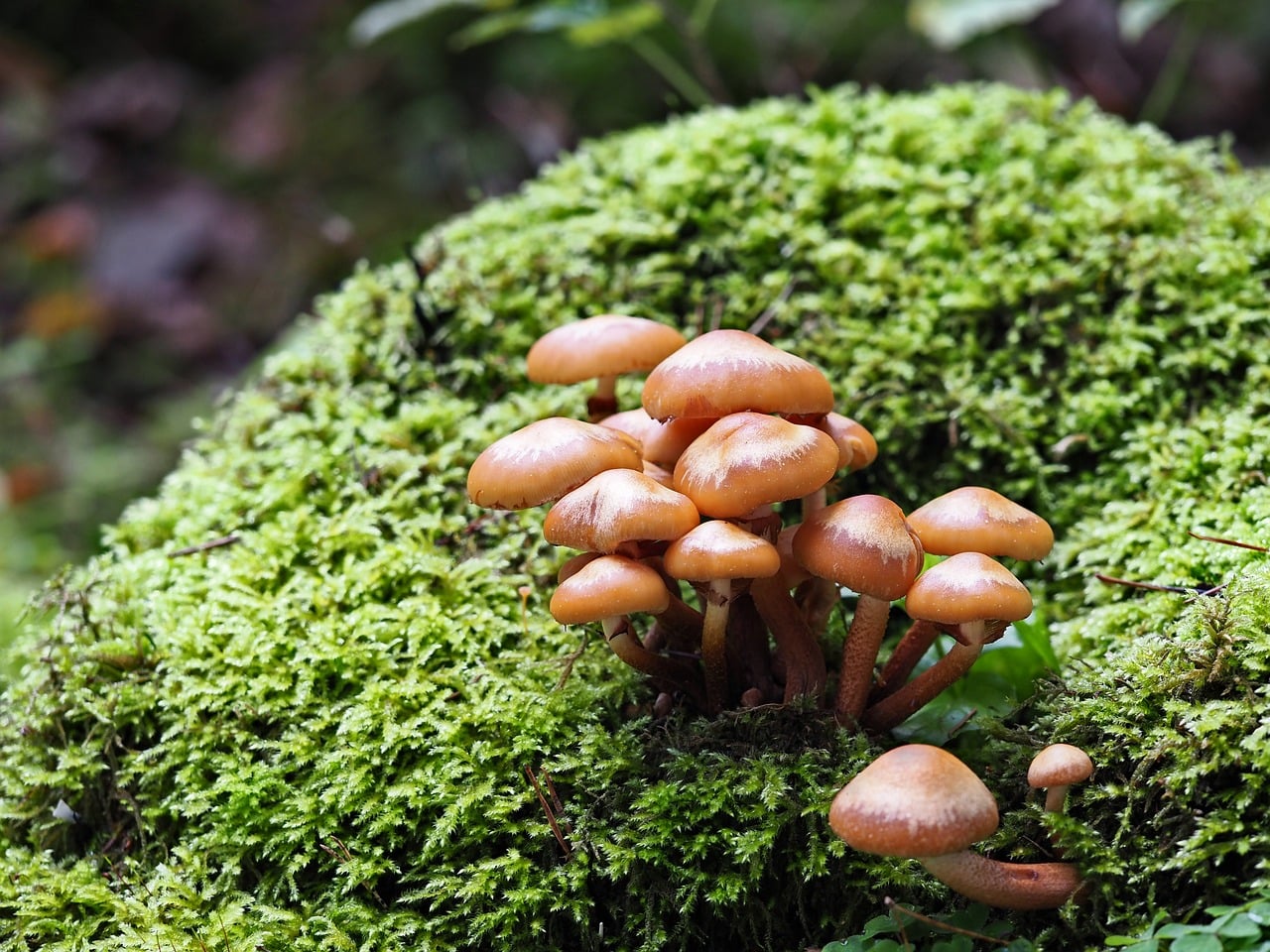 Mushrooms Fall Moss - Free photo on Pixabay