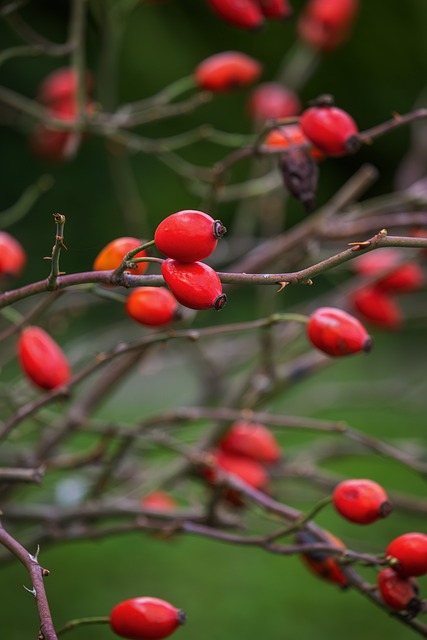 Rosehips Nature Fall Rose Hip - Free photo on Pixabay