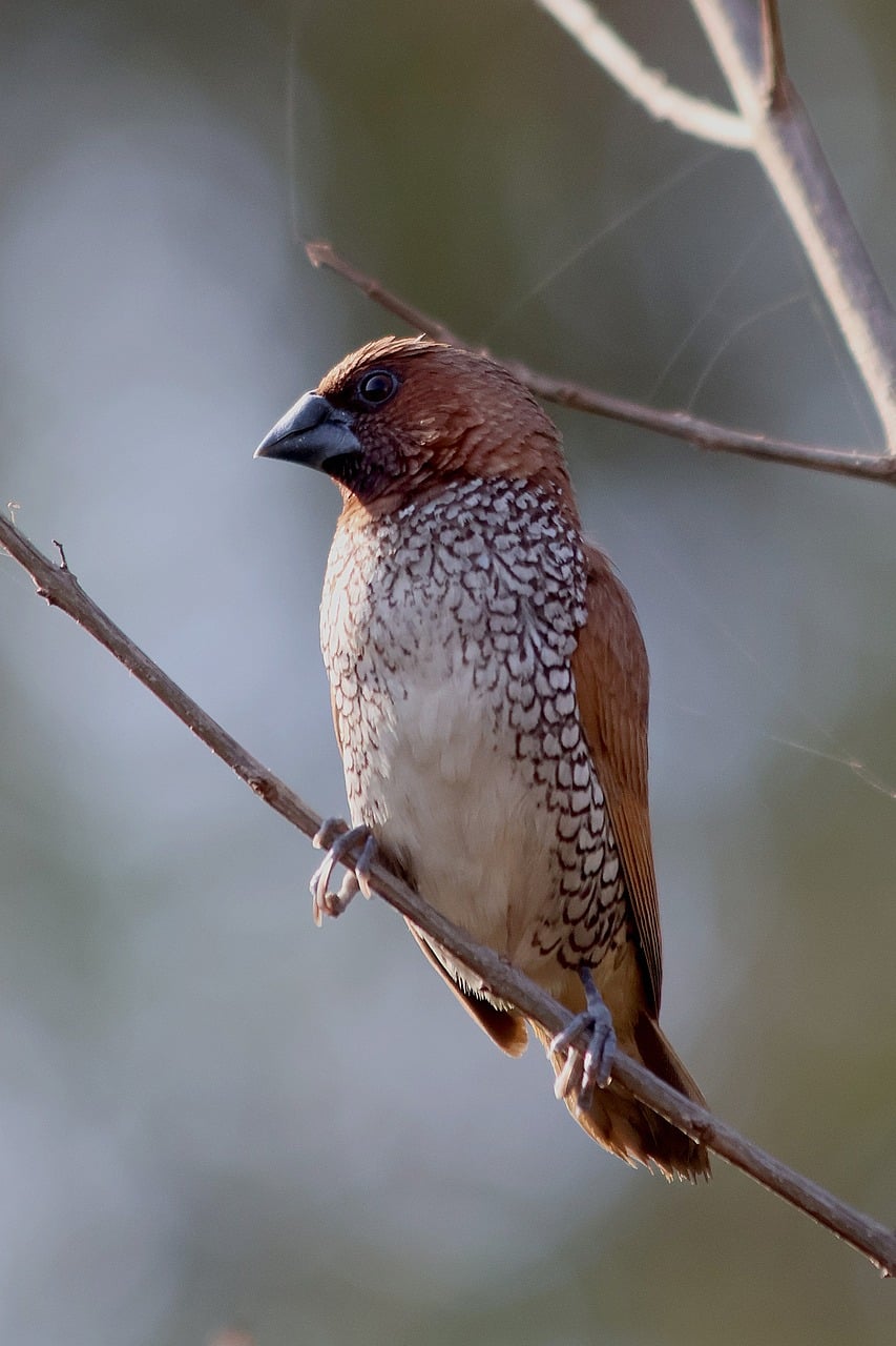 Scaly-Breasted Munia Spice Finch - Free photo on Pixabay