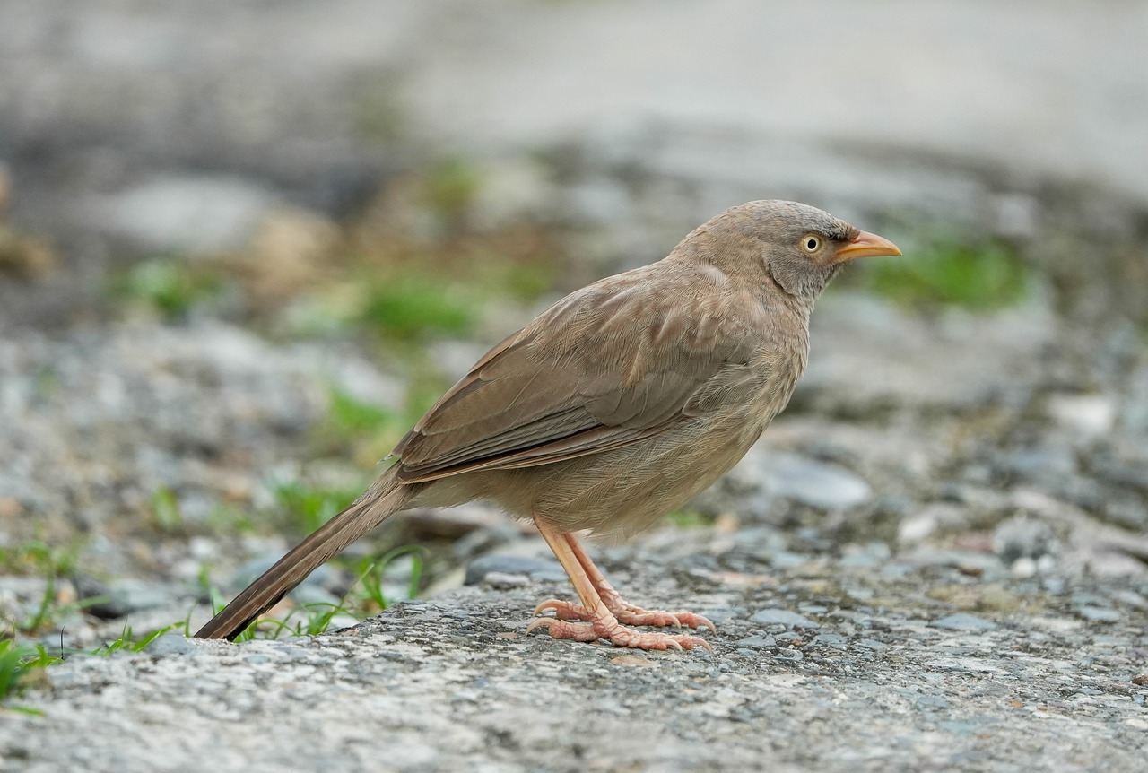 Babbler Bird Nature - Free photo on Pixabay