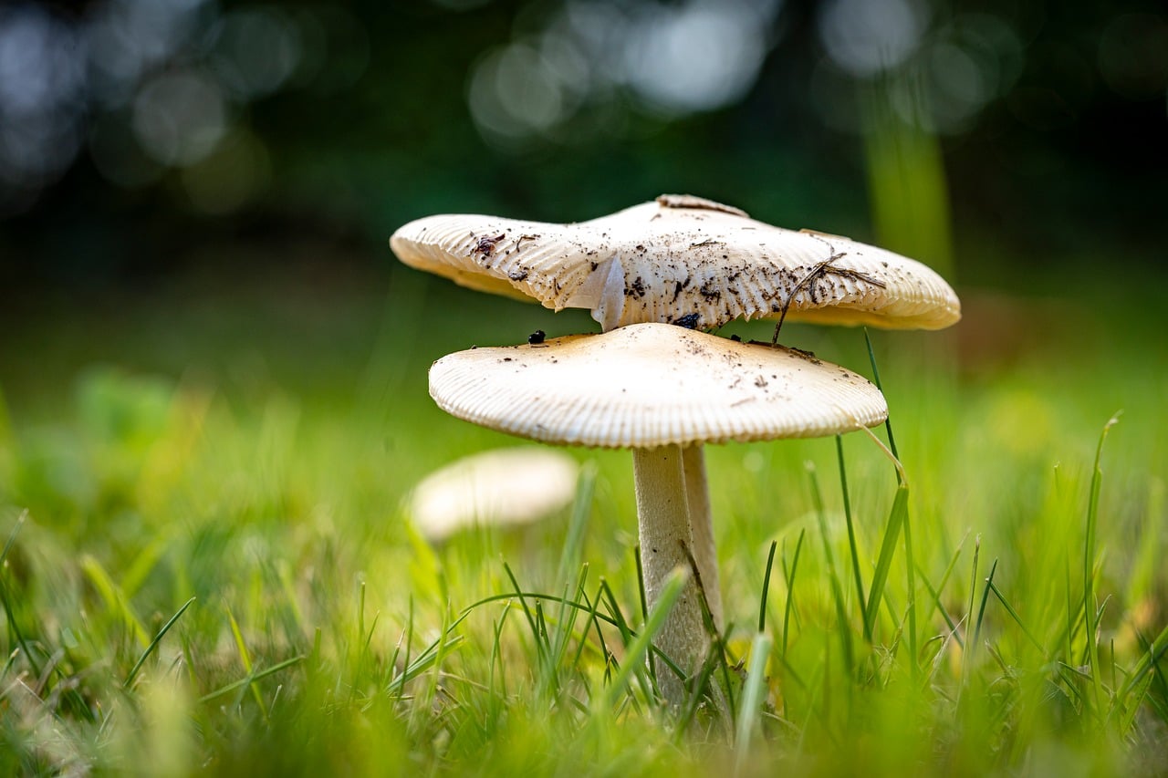 Champignon Champignons Nature - Photo gratuite sur Pixabay