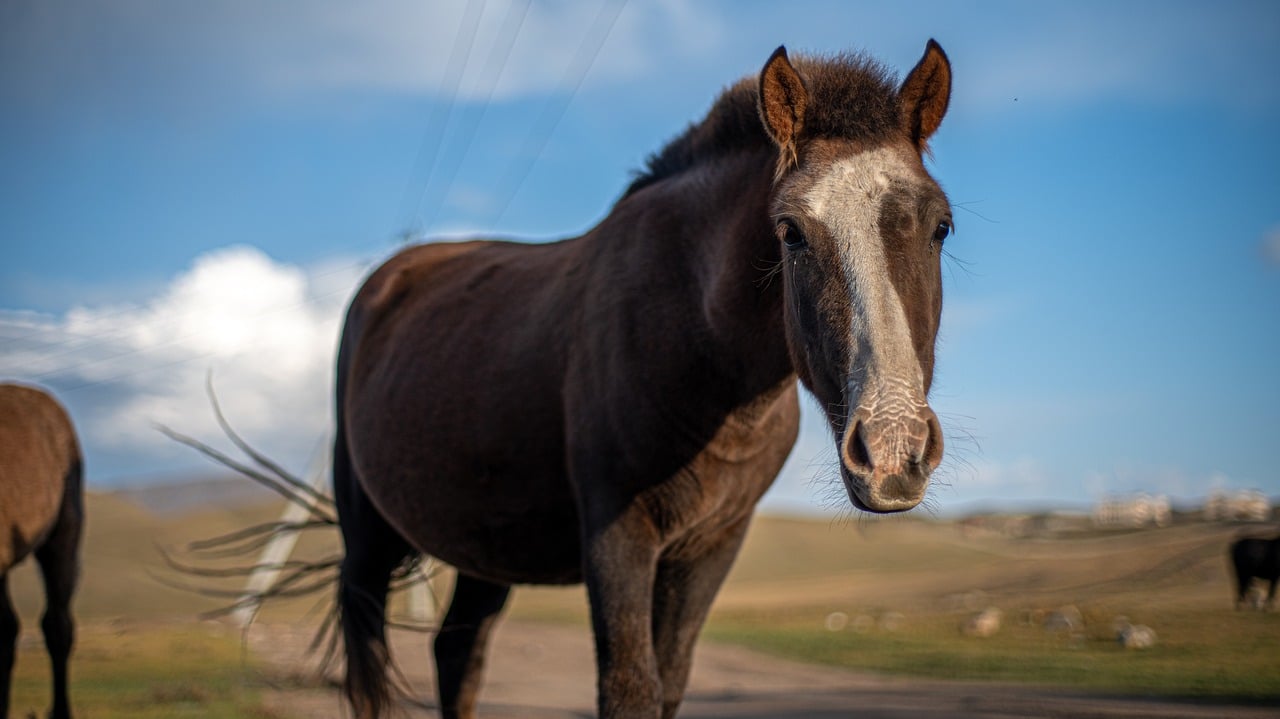 Potret Kuda Mongolia Cahaya - Foto gratis di Pixabay