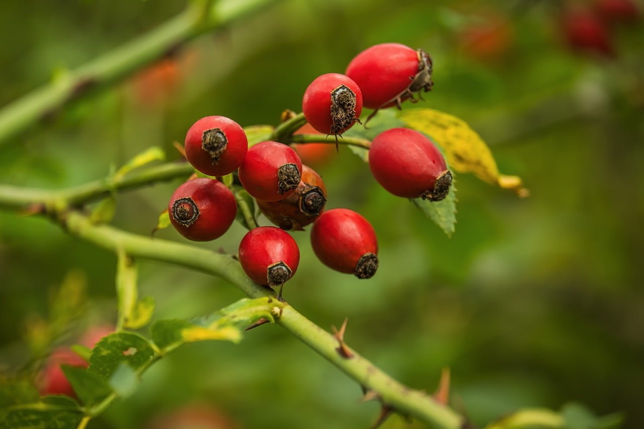 Rosehips Fall Rose Hip Berries - Free photo on Pixabay