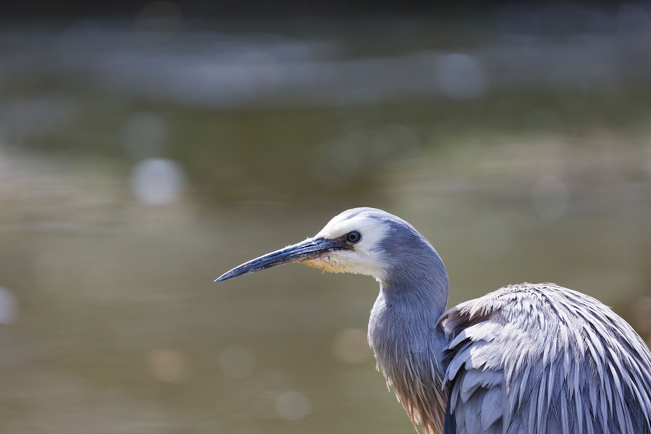Garza Cara Blanca Naturaleza - Foto gratis en Pixabay