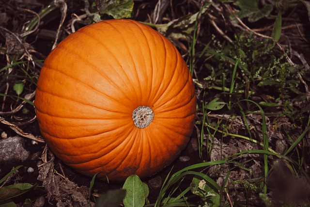 Pumpkin Halloween Fall - Free photo on Pixabay