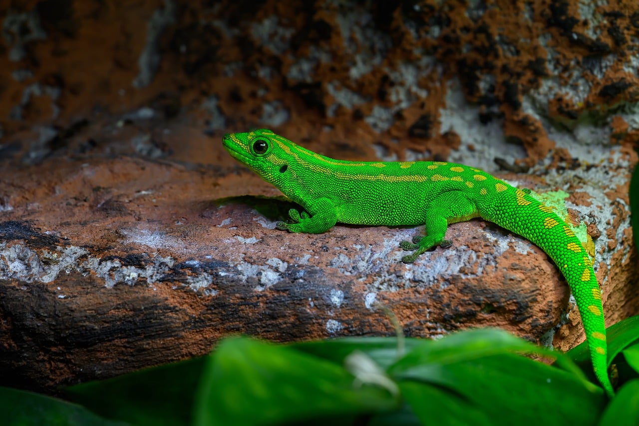 Lizard Gecko Reptile - Free photo on Pixabay