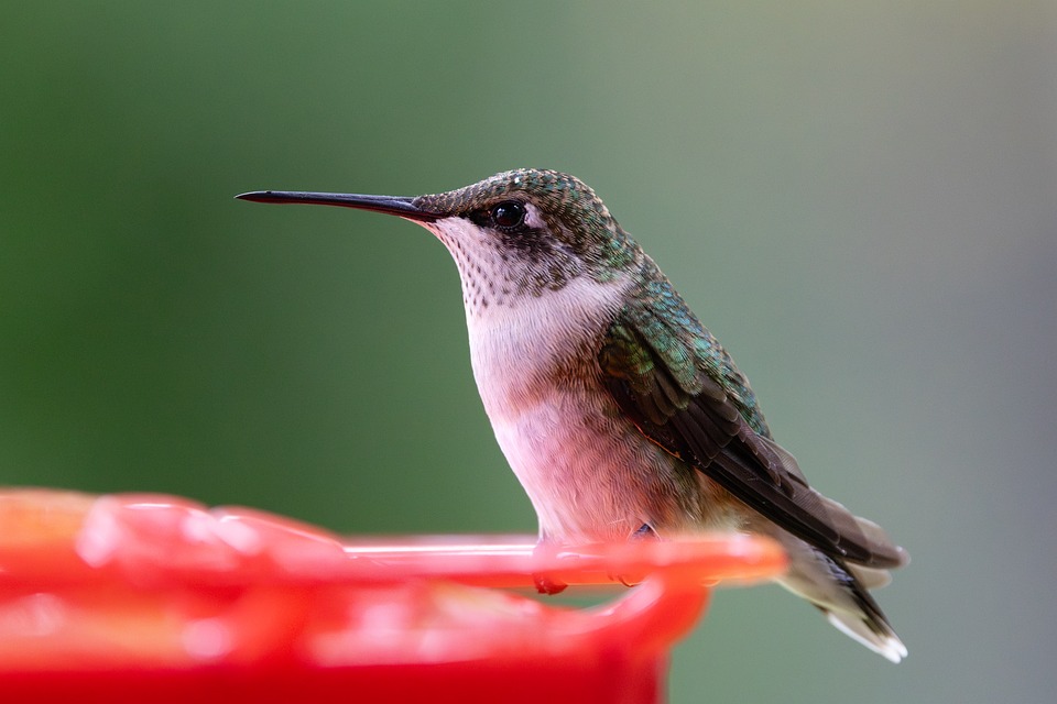 Hummingbird Bird Long - Free photo on Pixabay
