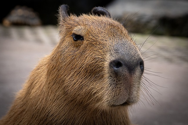 Capybara Rodent Nature - Free photo on Pixabay