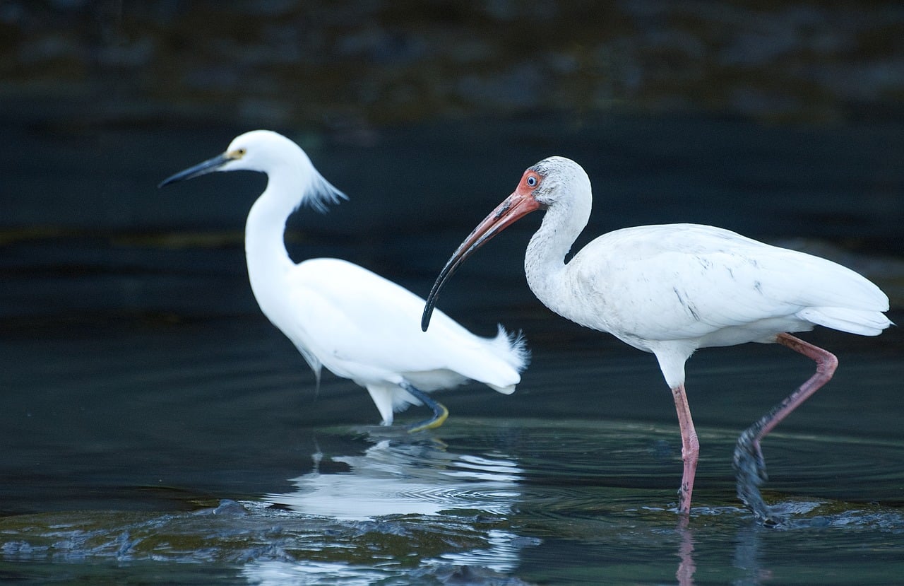 Ibis Blanco Animal Fauna - Foto gratis en Pixabay