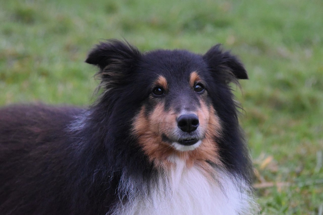 Shetland Sheepdog - Free photo on Pixabay