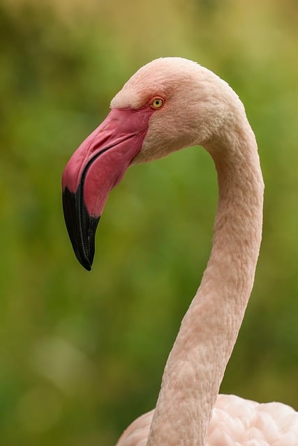 2,000+ Free Flamingo & Nature Images - Pixabay