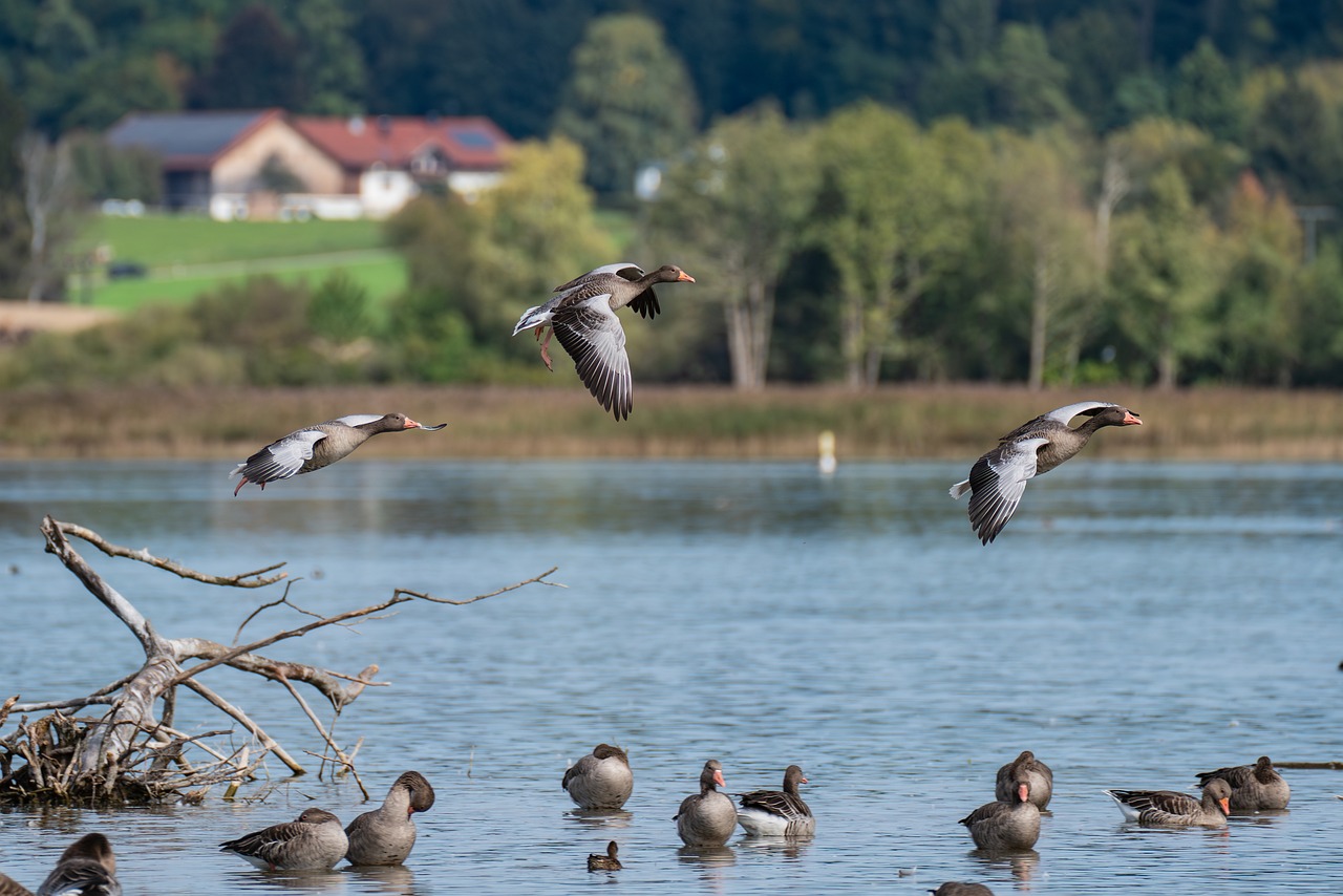 Gray Geese Waterfowl Poultry - Free photo on Pixabay