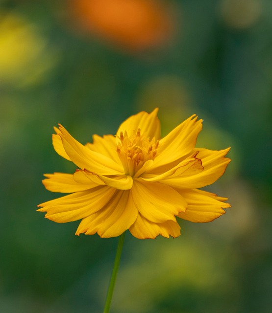 60,000+ Free Calendula Flower & Calendula Images - Pixabay