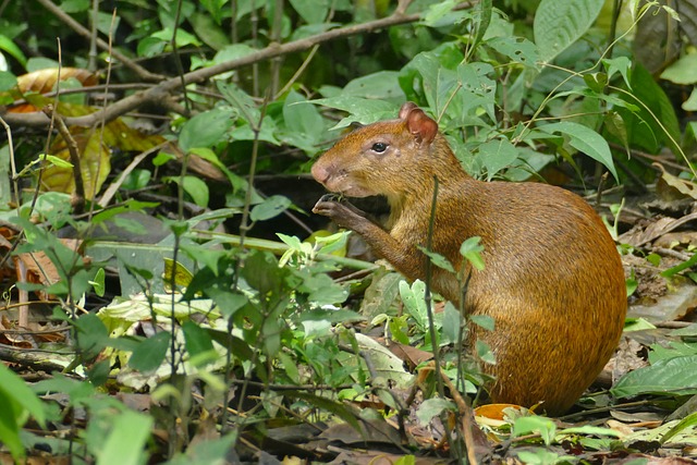 Agouti Animal Wildlife - Free photo on Pixabay