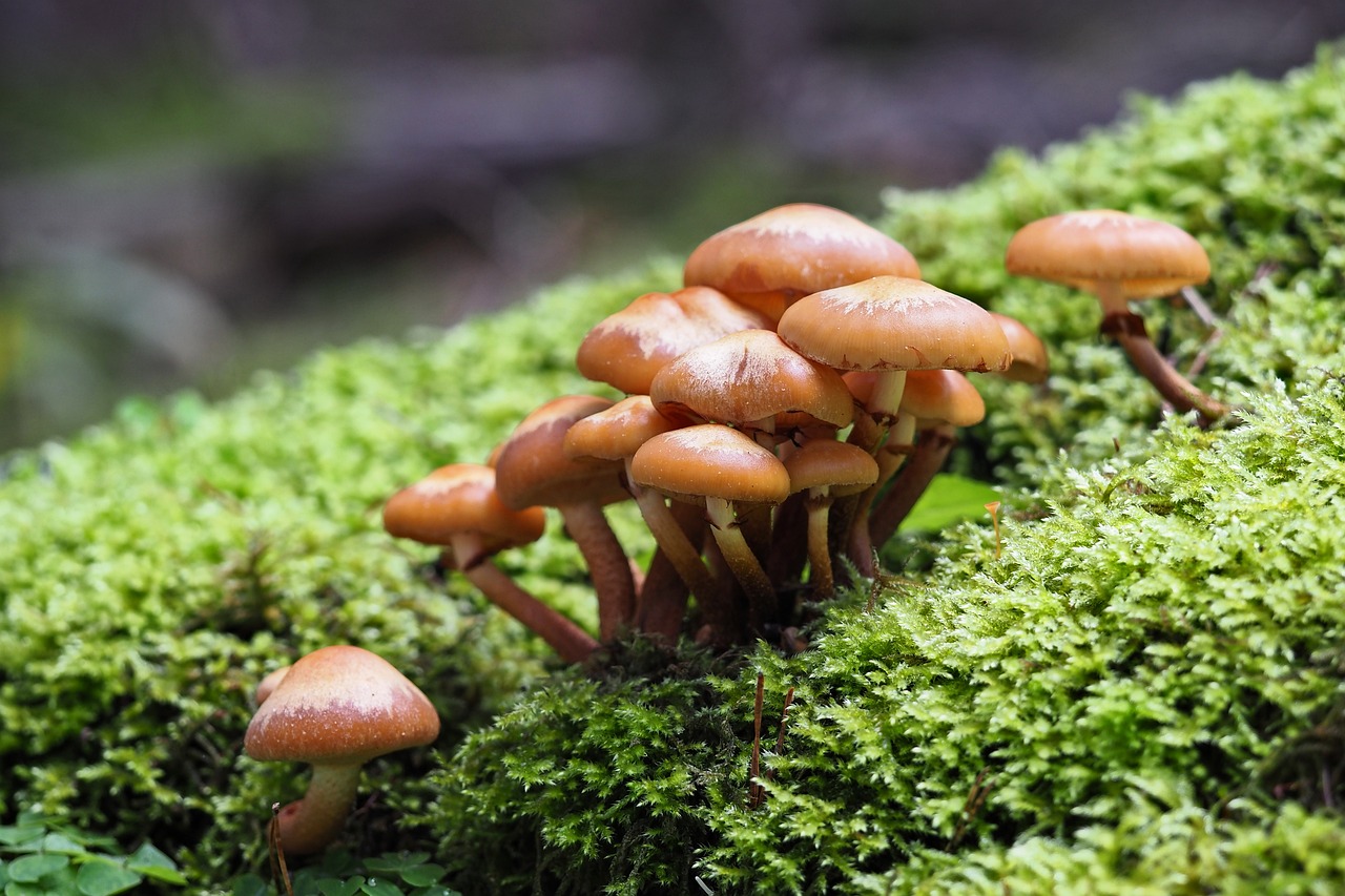 Mushrooms Fall Moss - Free photo on Pixabay
